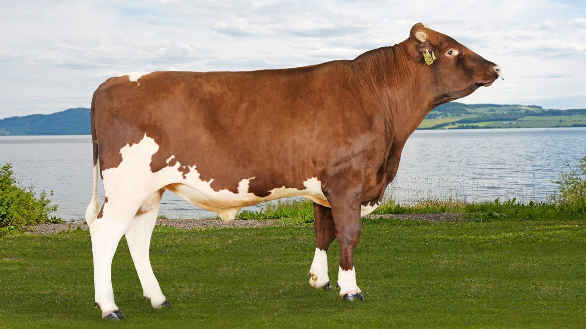 Norwegian Red shines in global December proof runs | Norwegian Red