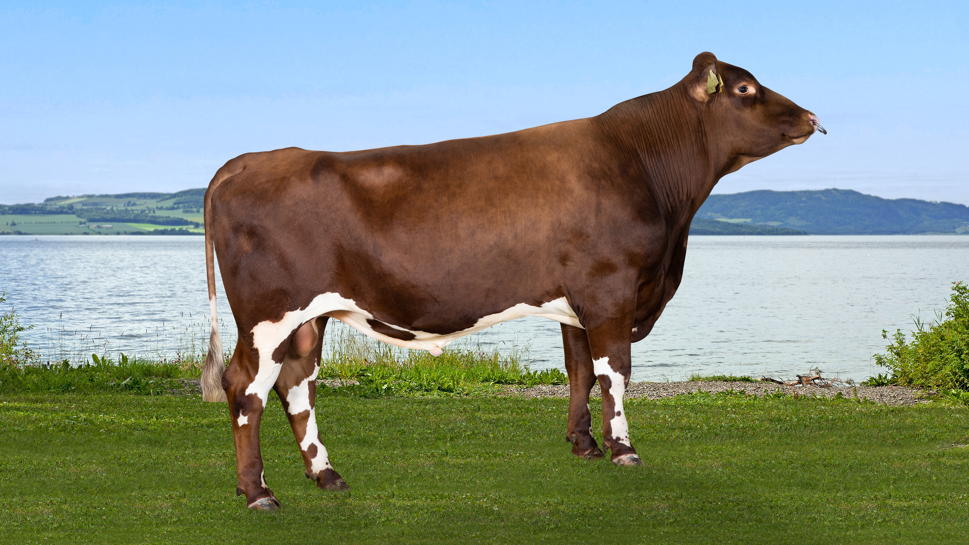 Start page | Norwegian Red