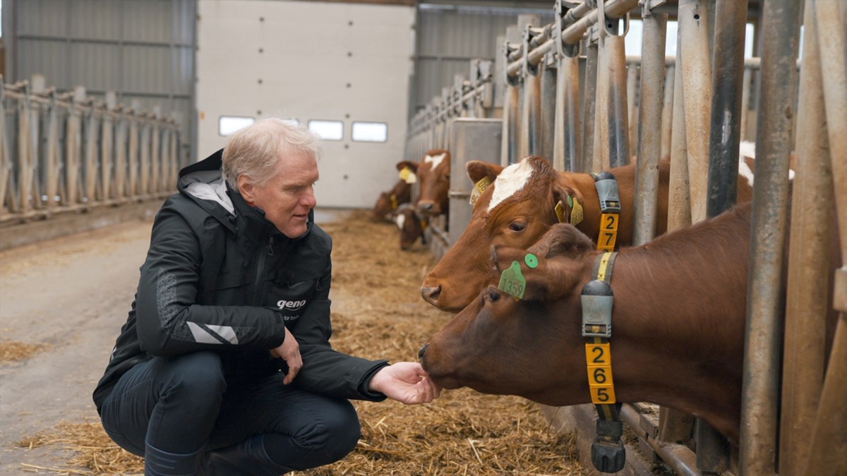 Advancements in the Accuracy of Genomic Selection (GS) in Norwegian Red ...