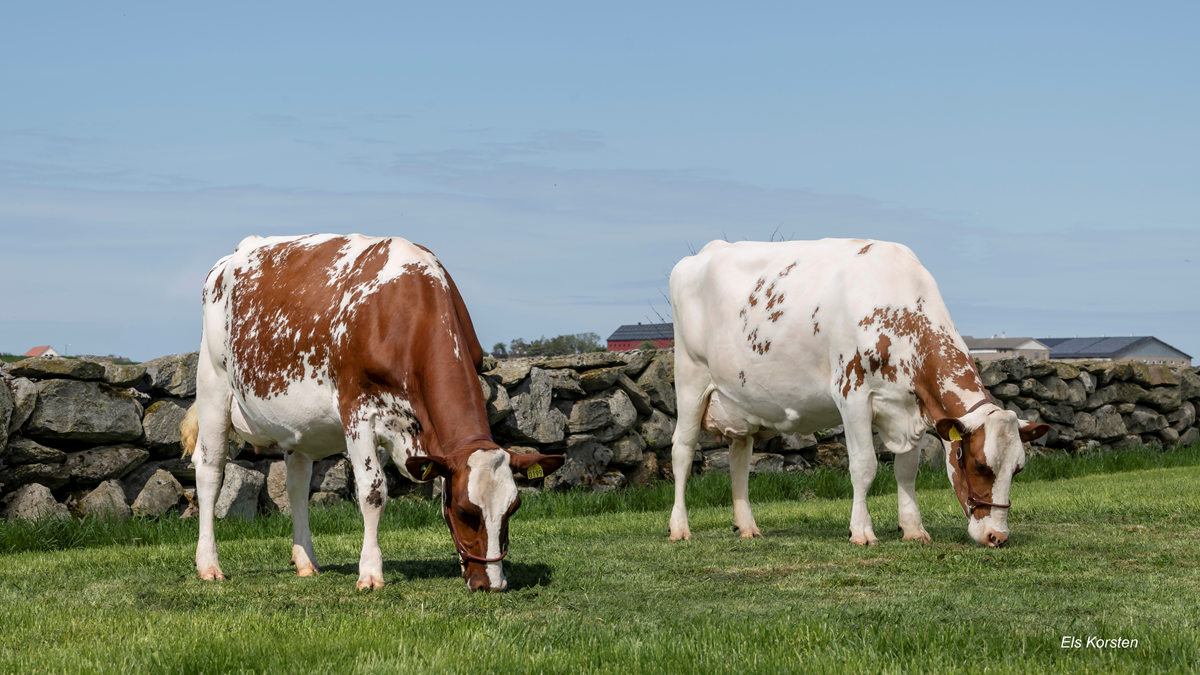 The Norwegian Estimated Breeding Values (EBVs) | Norwegian Red