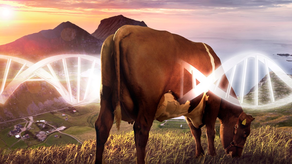 Research and Development | Norwegian Red