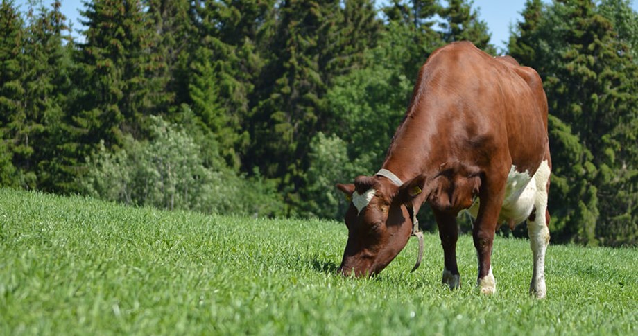 Start page | Norwegian Red