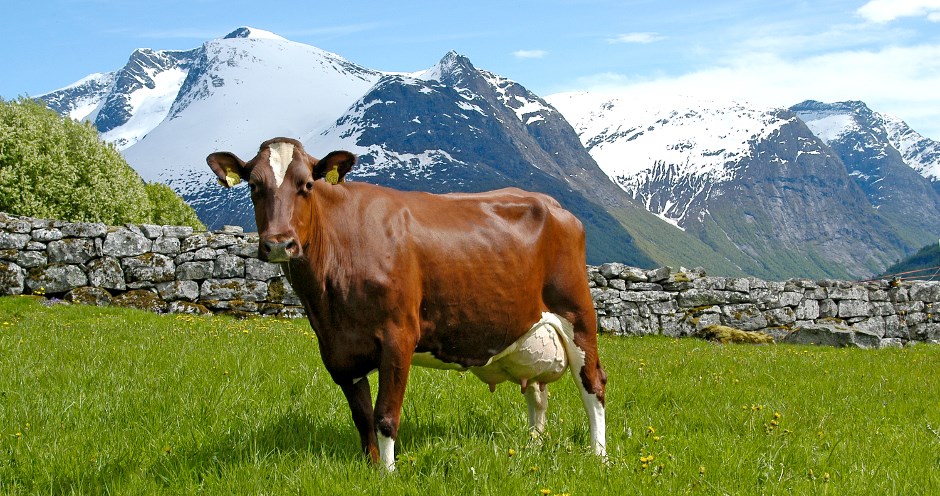 Norwegian Red breeding program | Norwegian Red