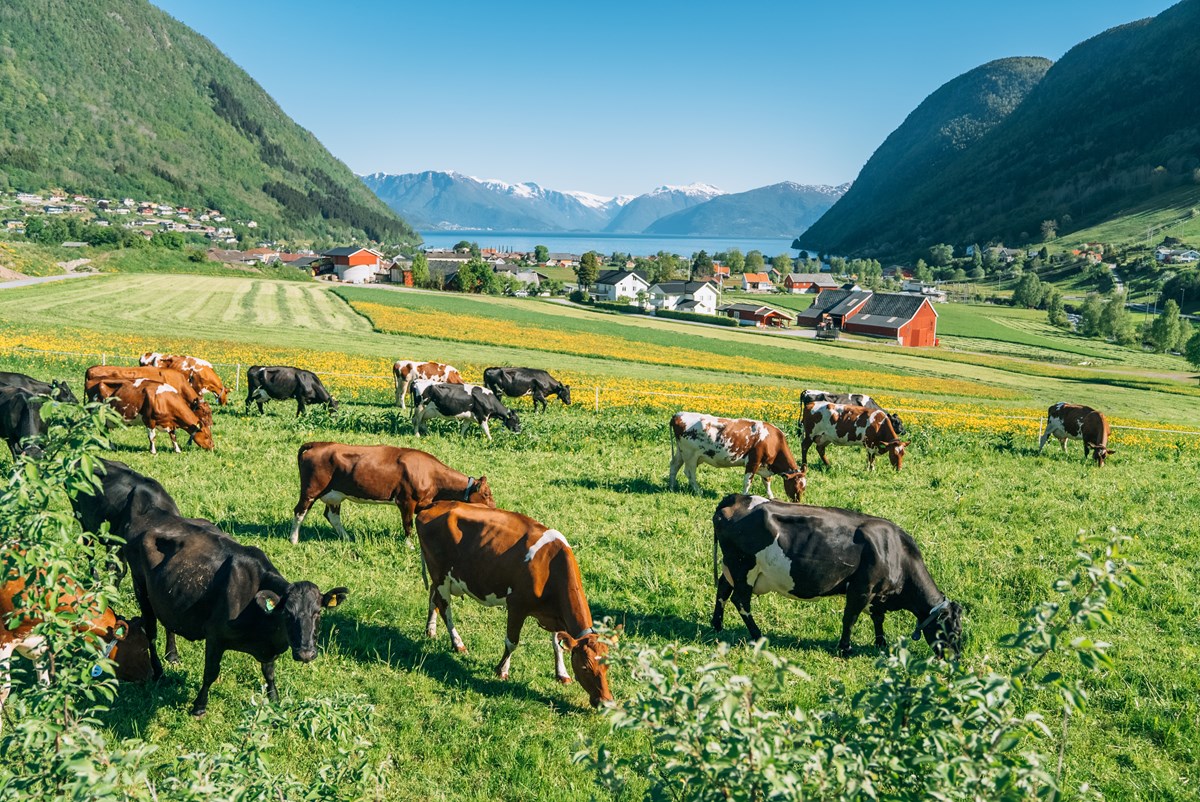 Norwegian Red at 90: A Legacy of Innovation, Growth, and Global Impact ...