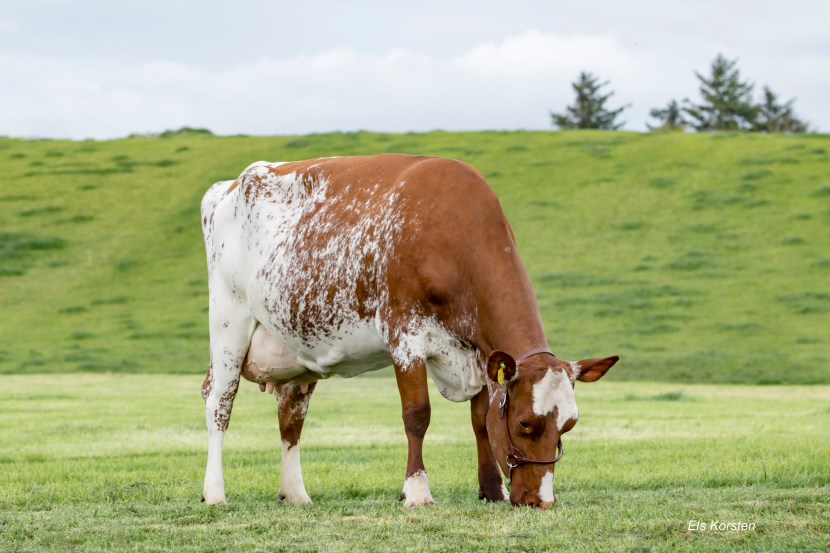 Inbreeding remains a challenge in most dairy cattle populations ...