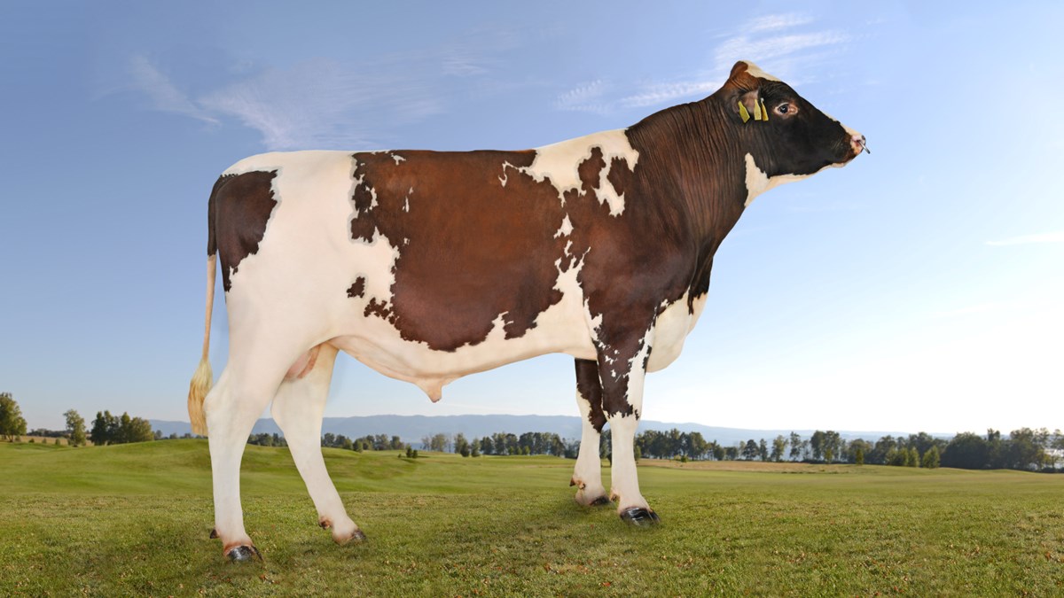 December 2021 Norwegian Red proof run | Norwegian Red