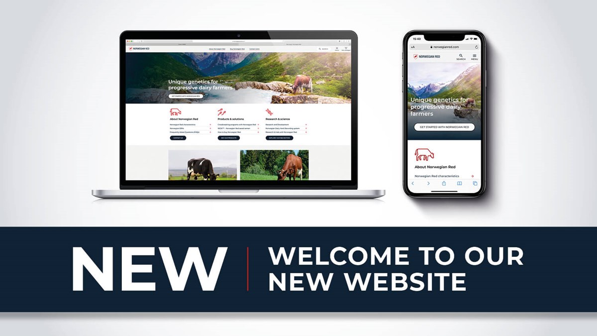 Welcome to our new website | Norwegian Red