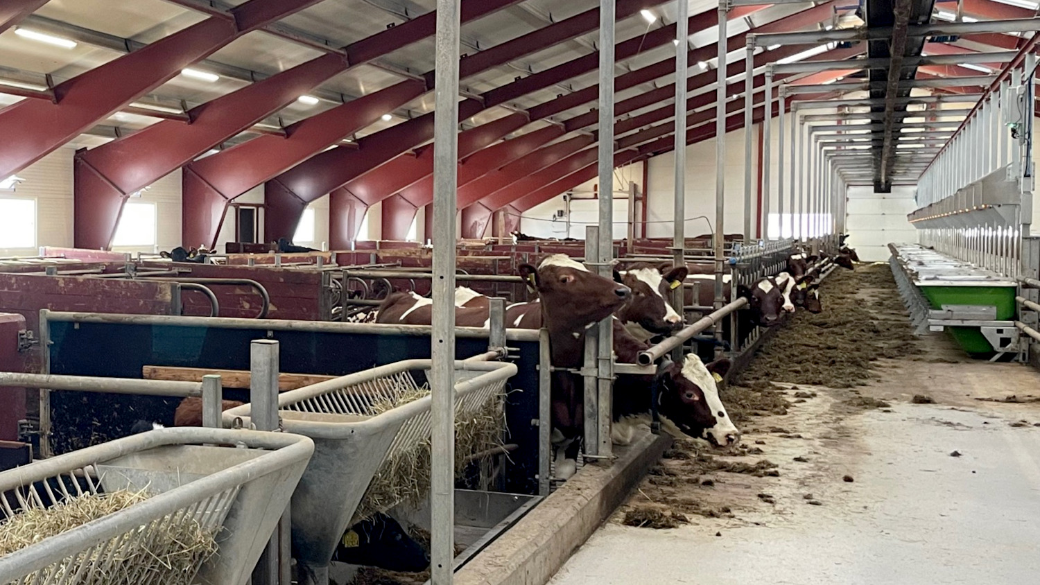 Testimonials for Norwegian Red | Norwegian Red