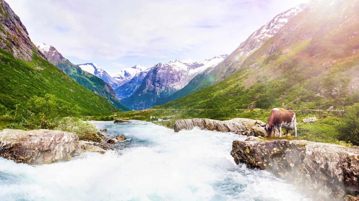 Get started with Norwegian Red | Norwegian Red