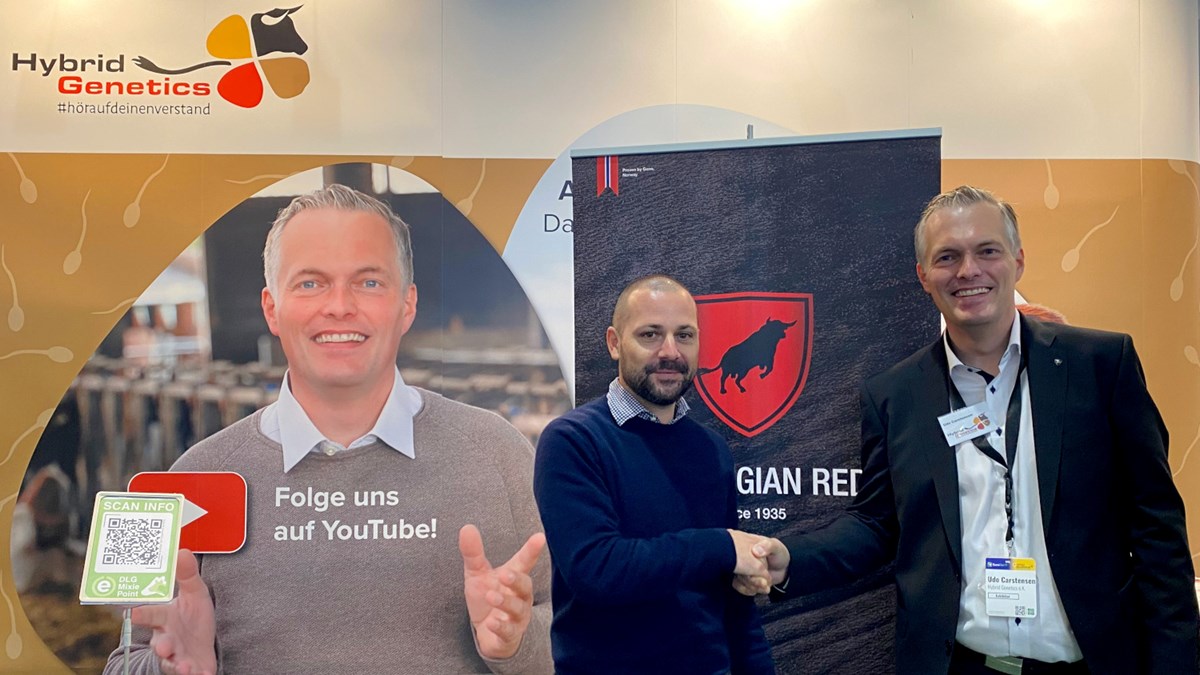 Geno and Hybrid Genetics enter partnership | Norwegian Red
