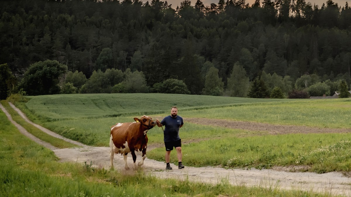 NR 12222 Skoien Wins Geno's 2024 Export Prize | Norwegian Red