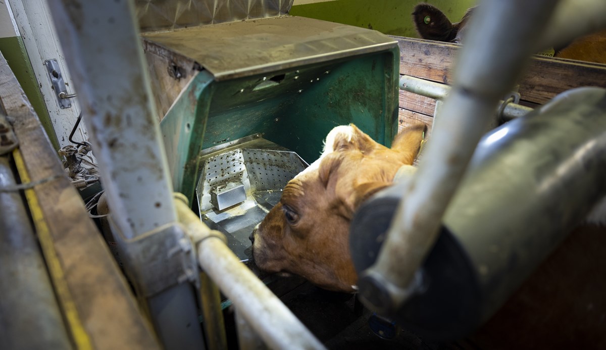 Geno's Sustainability Initiatives: Redefining Breeding for a Greener ...
