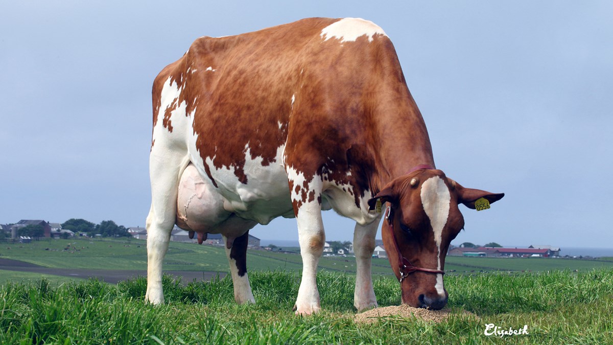 Norwegian Red enhances beef value of the dairy herd | Norwegian Red