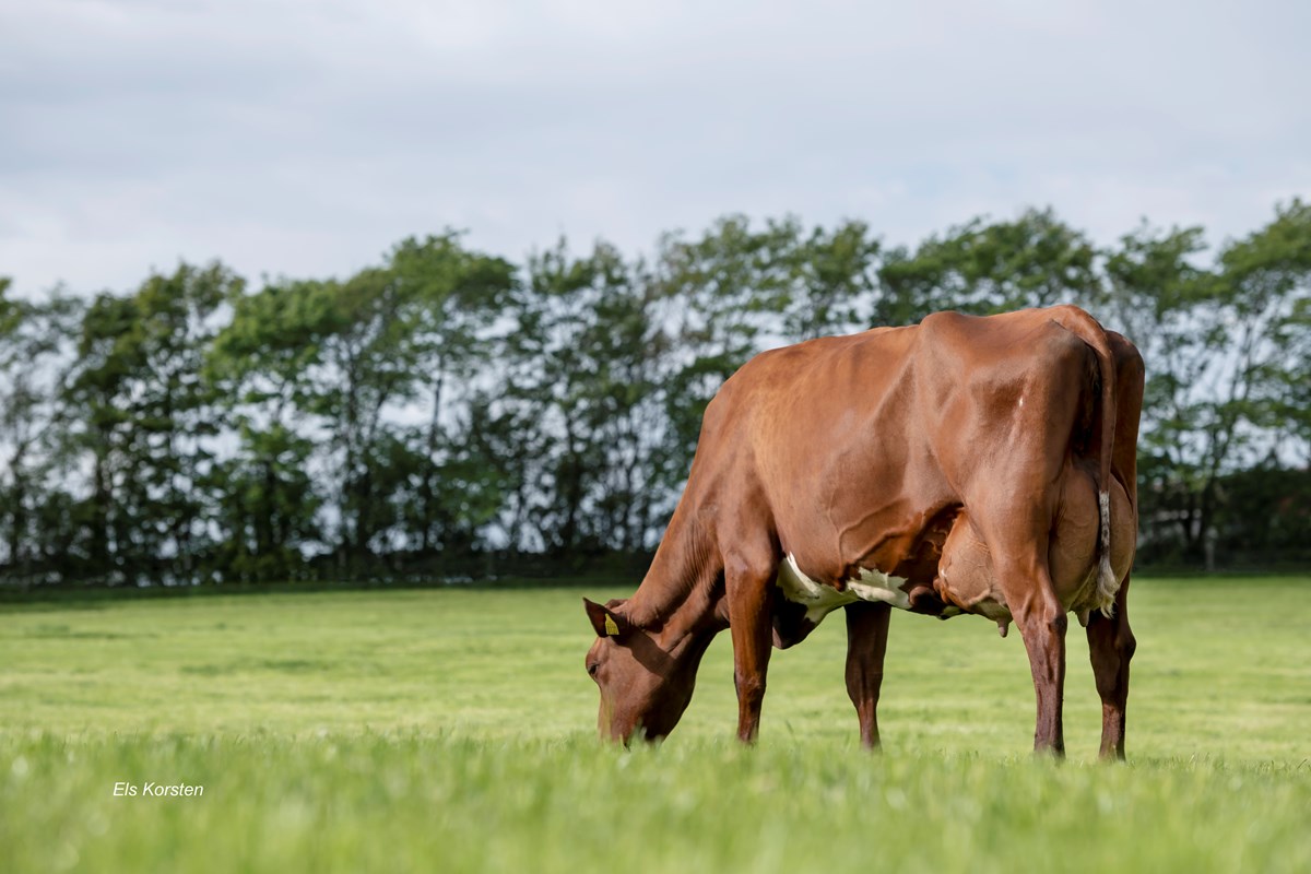 Norwegian Red Achieves Greater Genetic Progress | Norwegian Red