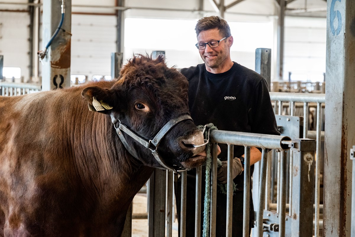 Animal Wefare in practice: The bull nose ring | Norwegian Red