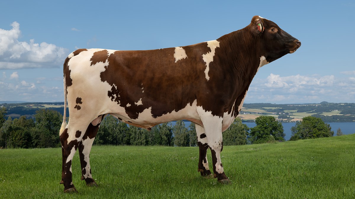 The April 2025 Proof Run Update | Norwegian Red
